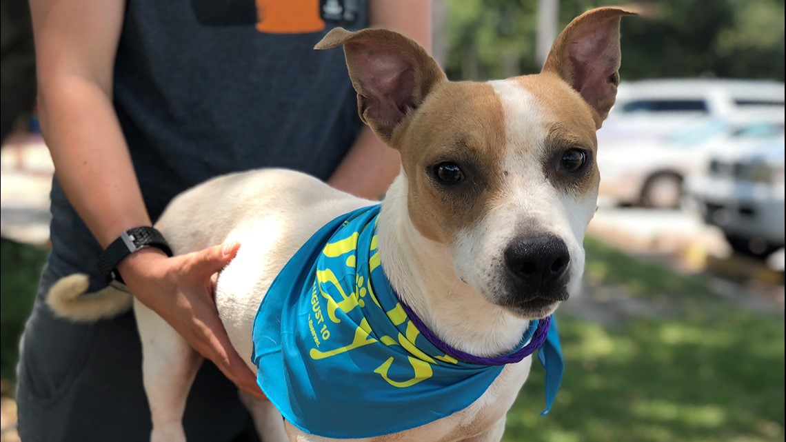 Photos: Free adoptions for these dogs for Harris County ‘Dog Days ...