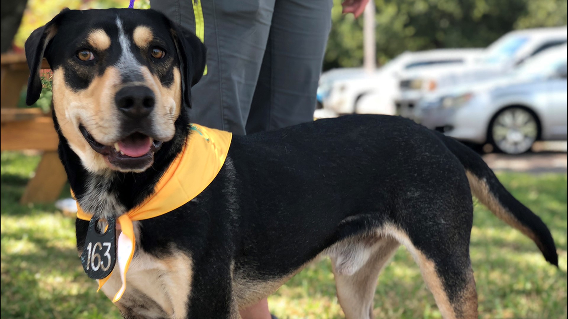 Photos: Free adoptions for these dogs for Harris County ‘Dog Days ...