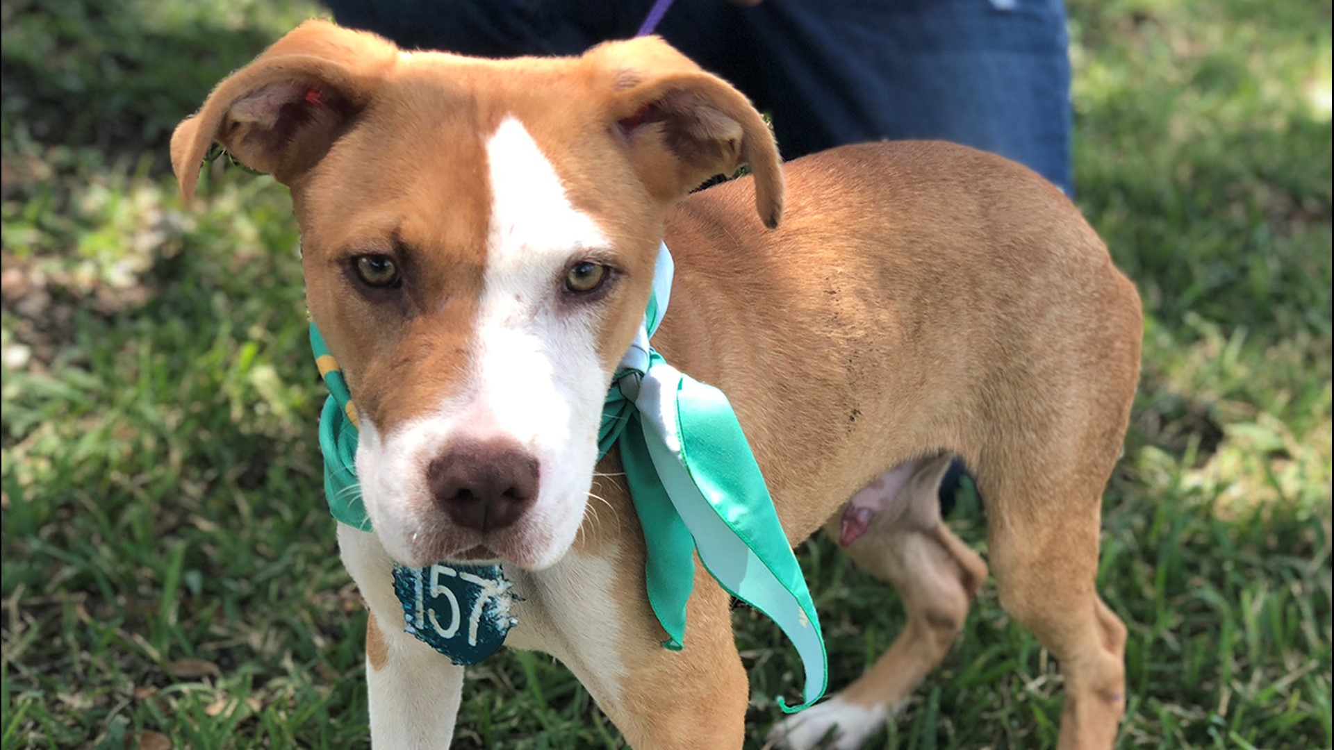 Photos: Free adoptions for these dogs for Harris County ‘Dog Days ...