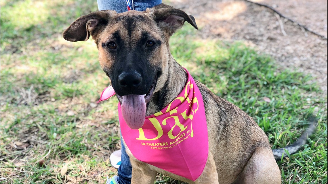 Photos: Free adoptions for these dogs for Harris County ‘Dog Days ...