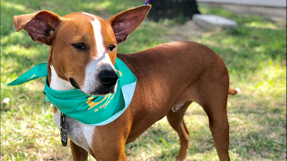 Photos: Free adoptions for these dogs for Harris County ‘Dog Days ...