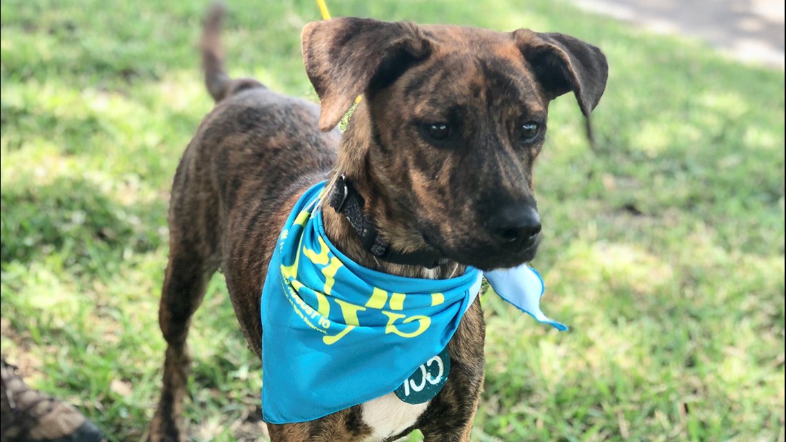 Photos: Free adoptions for these dogs for Harris County ‘Dog Days ...
