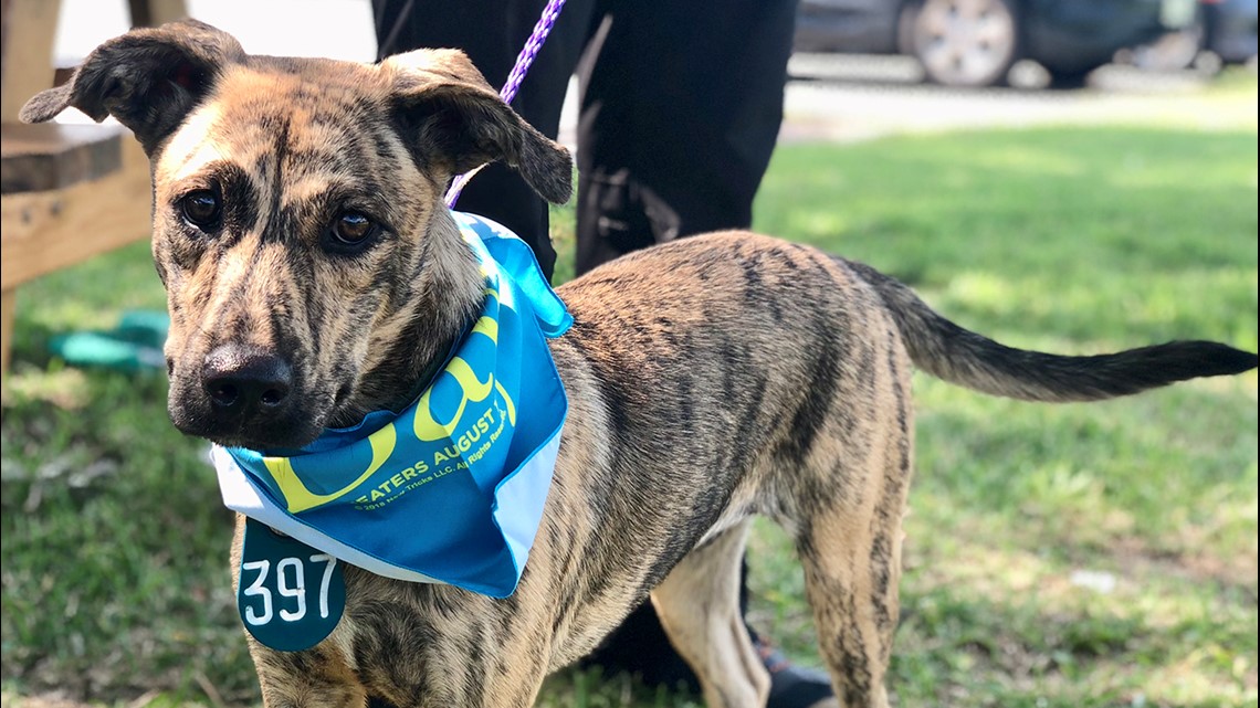 Photos: Free adoptions for these dogs for Harris County ‘Dog Days ...