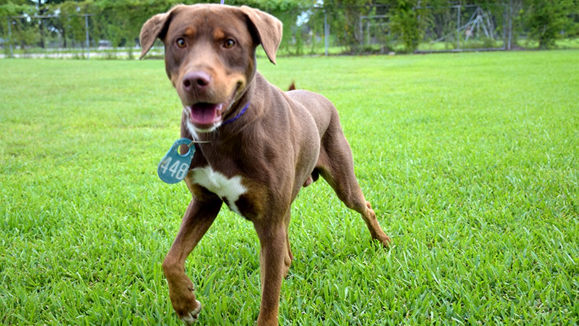 Harris County Animal Shelter at 'crisis capacity' | khou.com