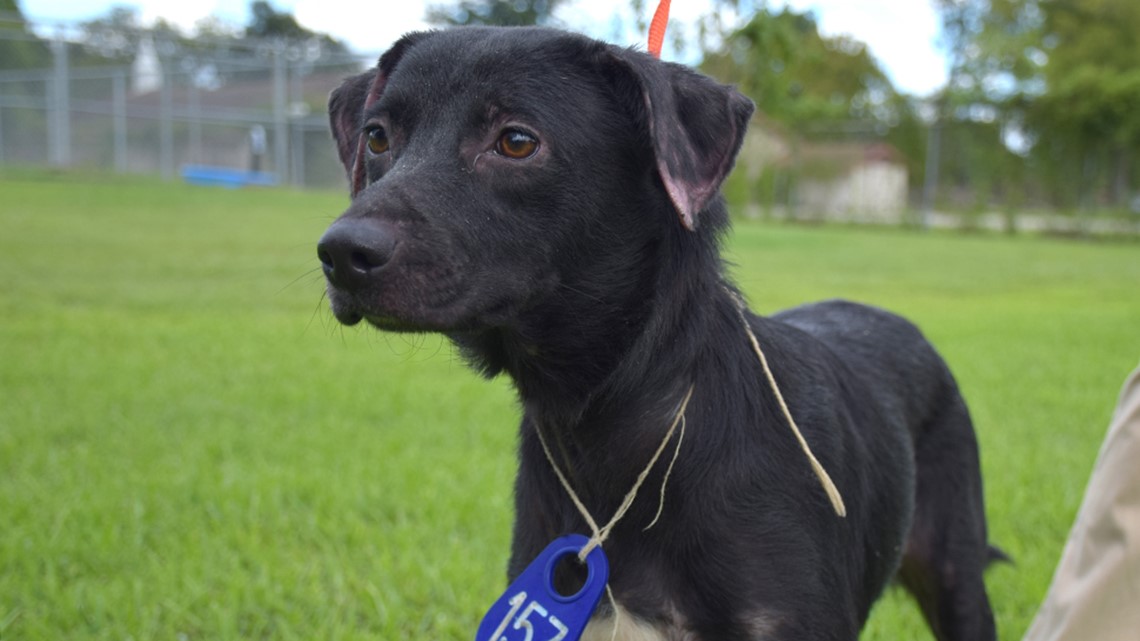 Harris County Animal Shelter at 'crisis capacity' | khou.com