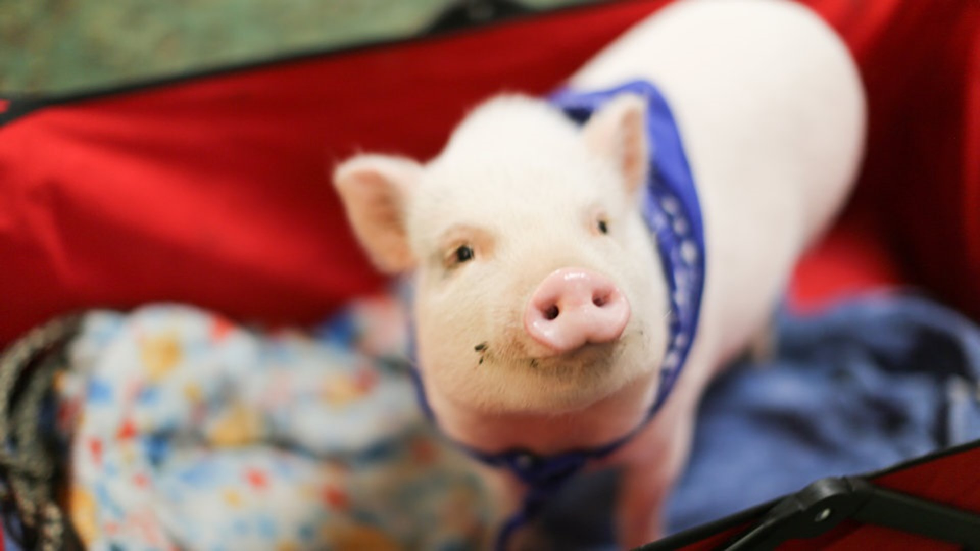 Therapy pig brings smiles to senior living community in west Houston ...
