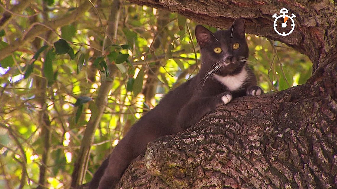 Meet TC, the cat who lives in a tree in southwest Houston | khou.com