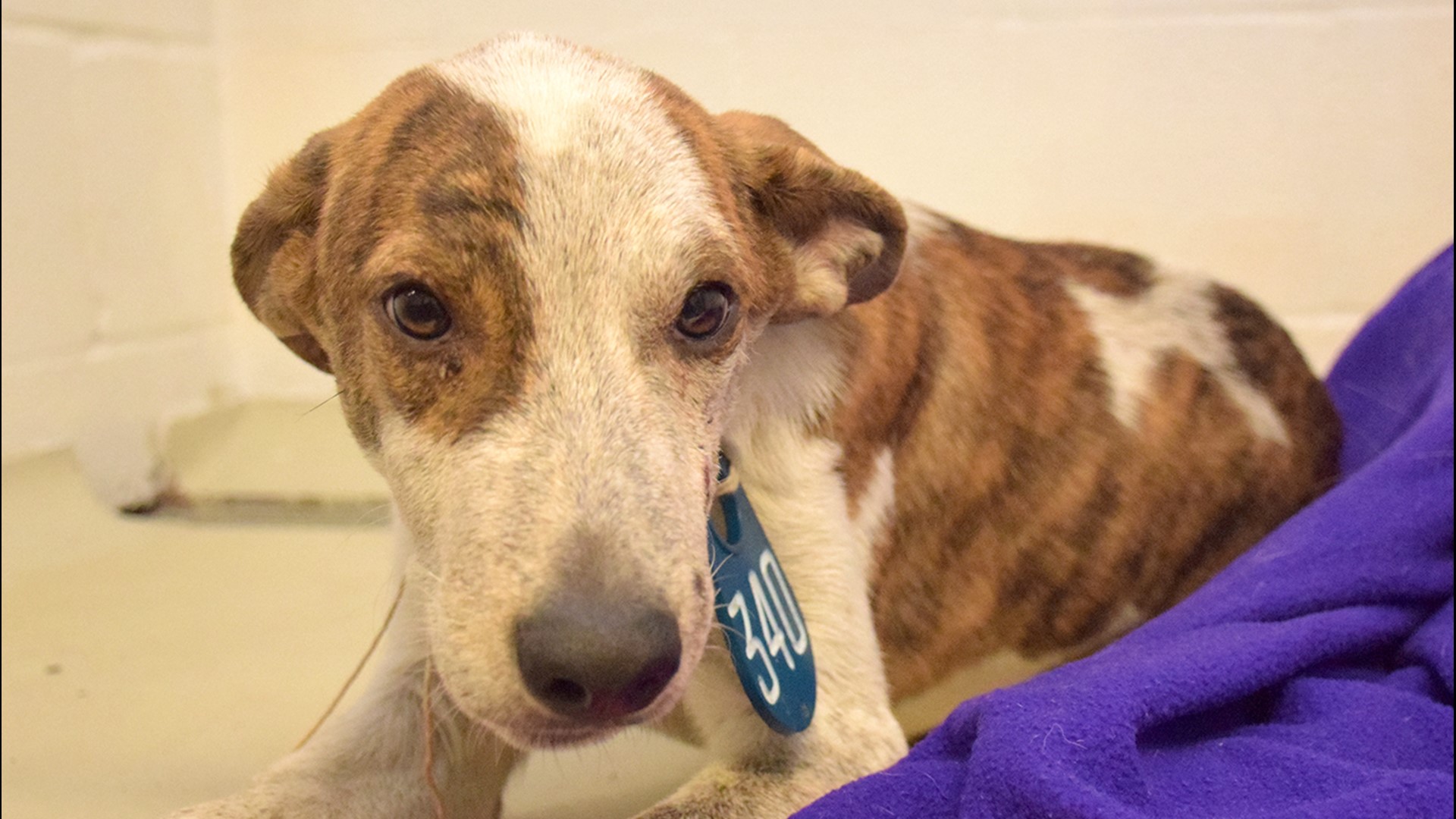Over 100 dogs and cats available for adoption, foster at Harris County ...