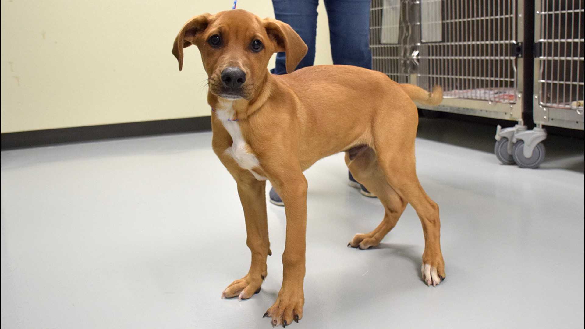 Over 100 dogs and cats available for adoption, foster at Harris County ...