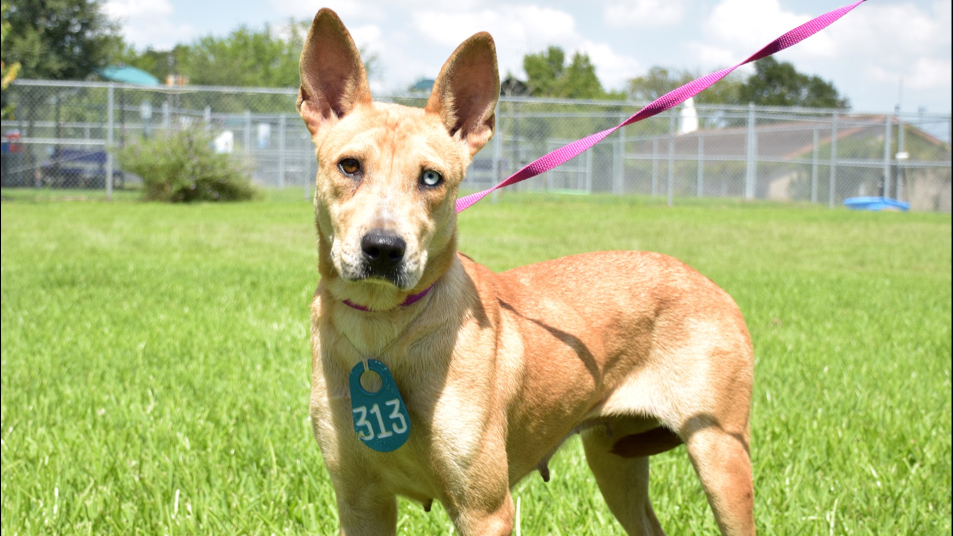 Over 100 dogs and cats available for adoption, foster at Harris County ...