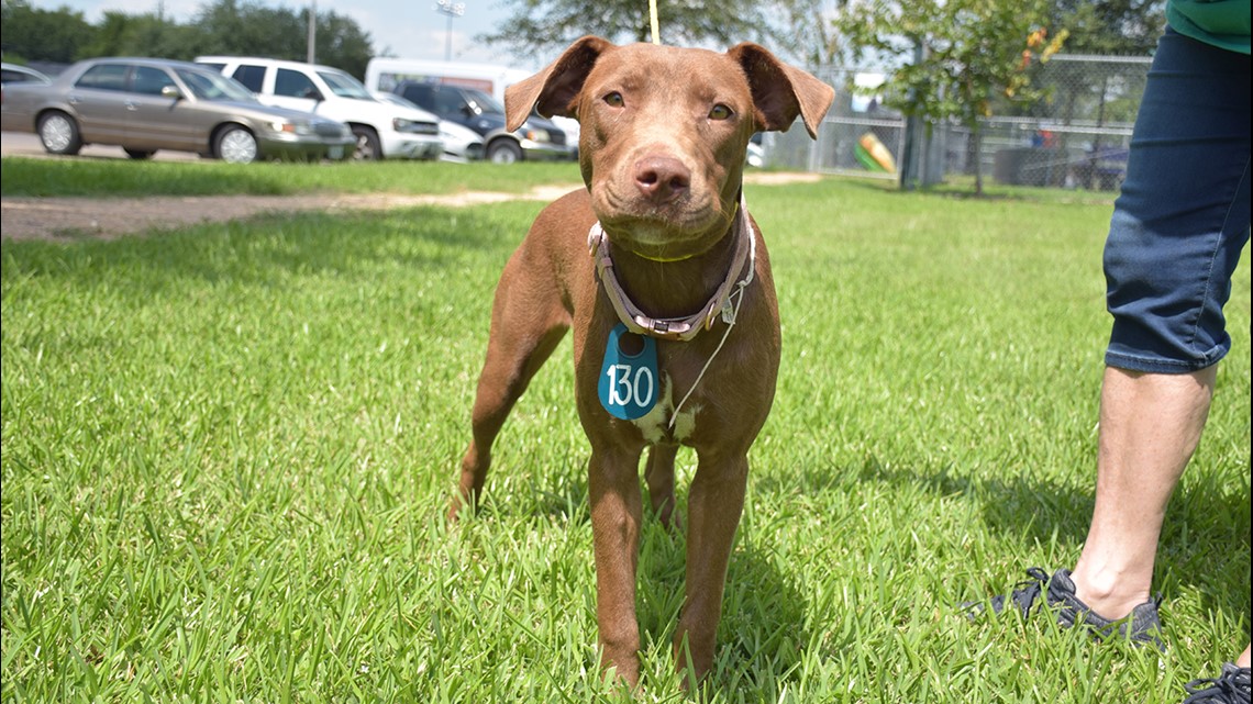 Over 100 dogs and cats available for adoption, foster at Harris County ...