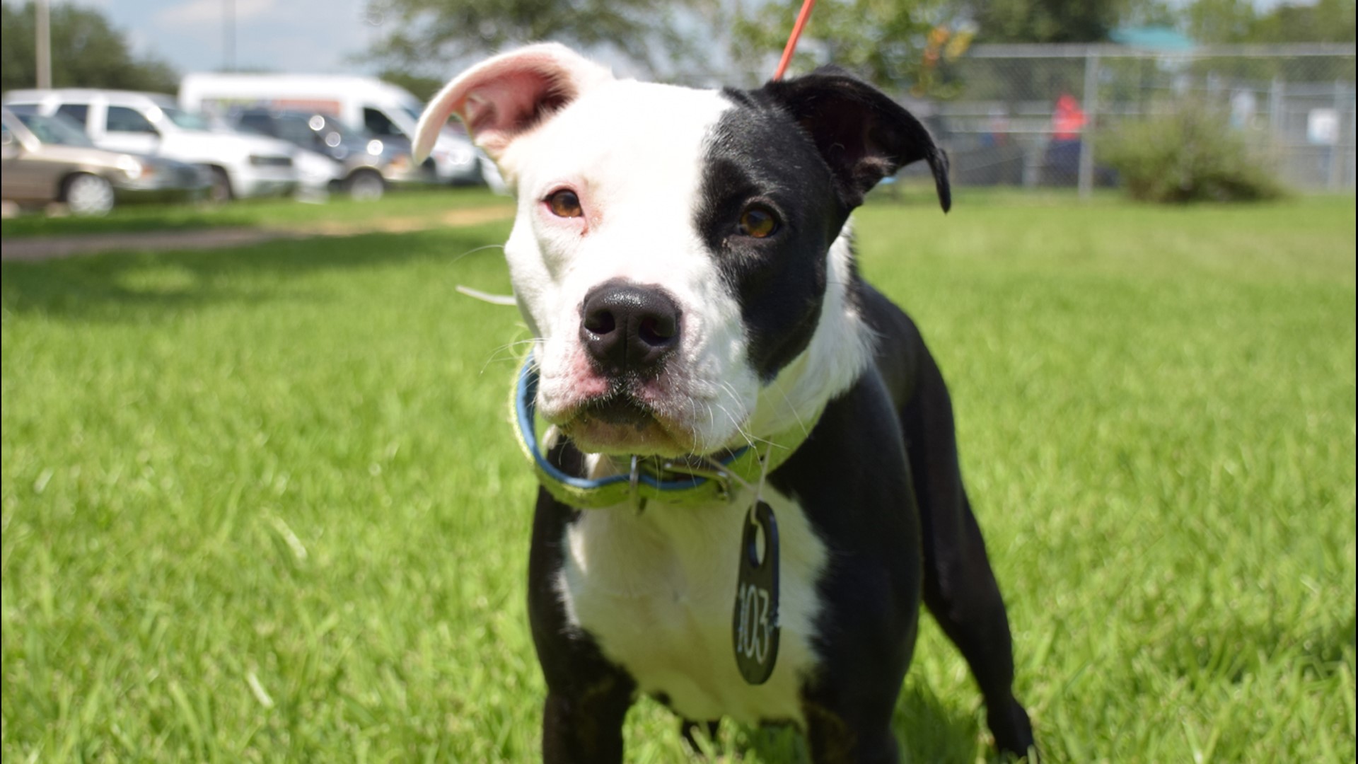 Over 100 dogs and cats available for adoption, foster at Harris County ...