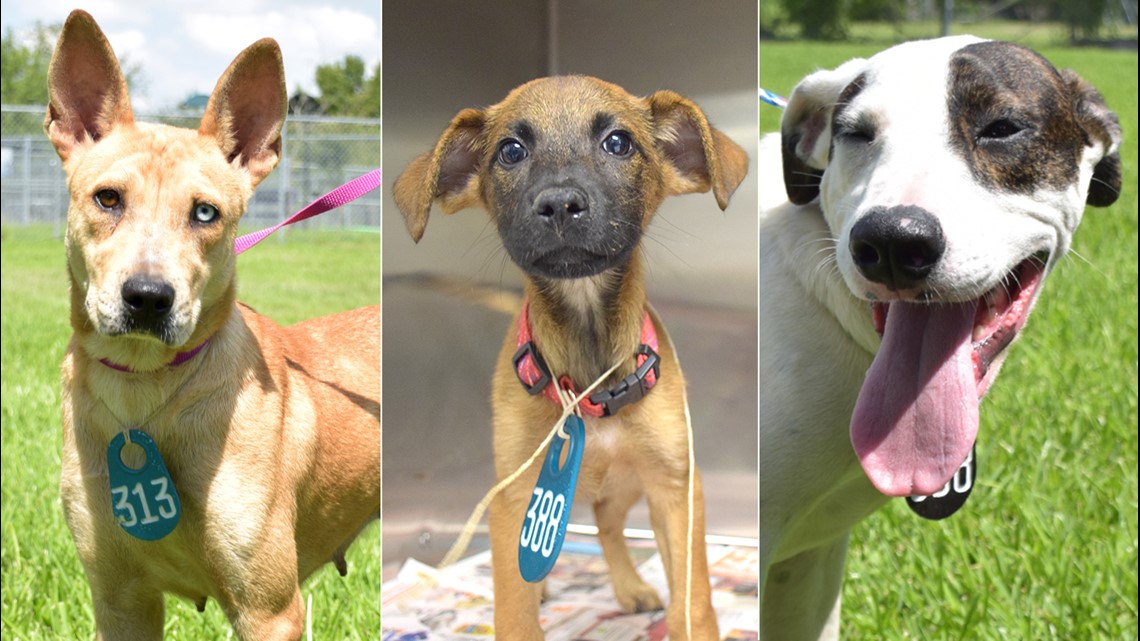 Over 100 dogs and cats available for adoption, foster at Harris County ...