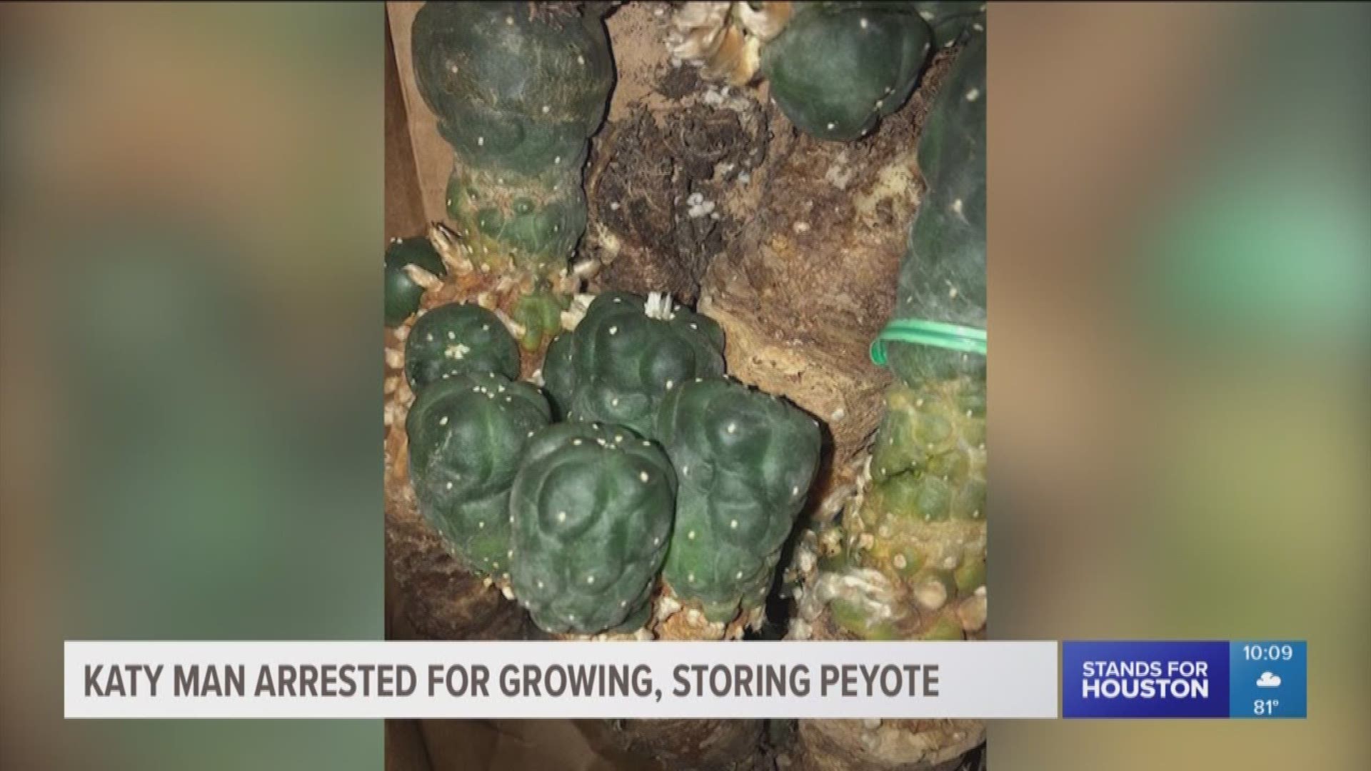 Katy man arrested, accused of growing peyote | khou.com