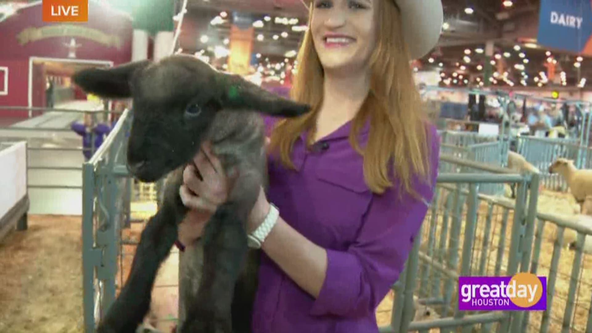 Meet the newest born to the Birthing Center at the Houston Livestock ...