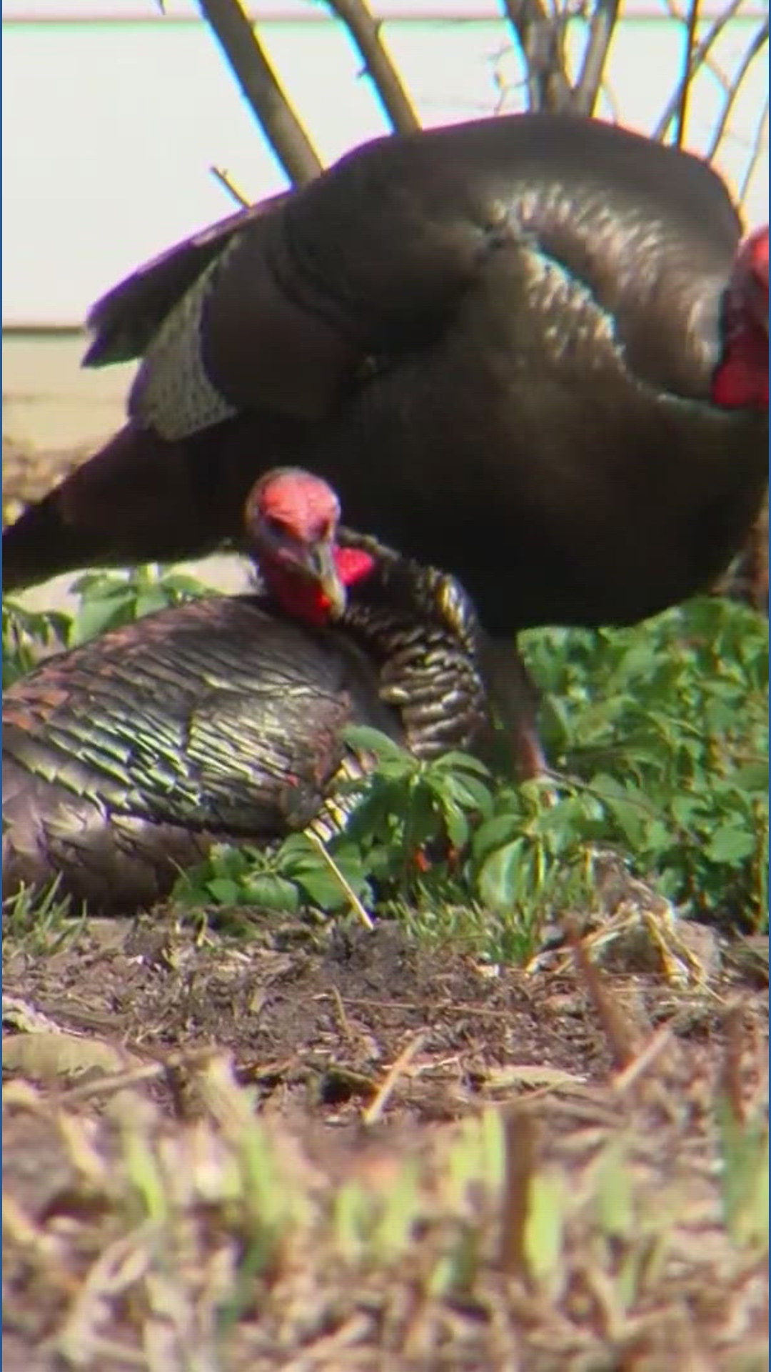 Wild turkeys attacking postal workers, residents say | khou.com