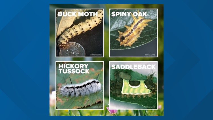 What stinging caterpillars look like and how to treat a sting | khou.com