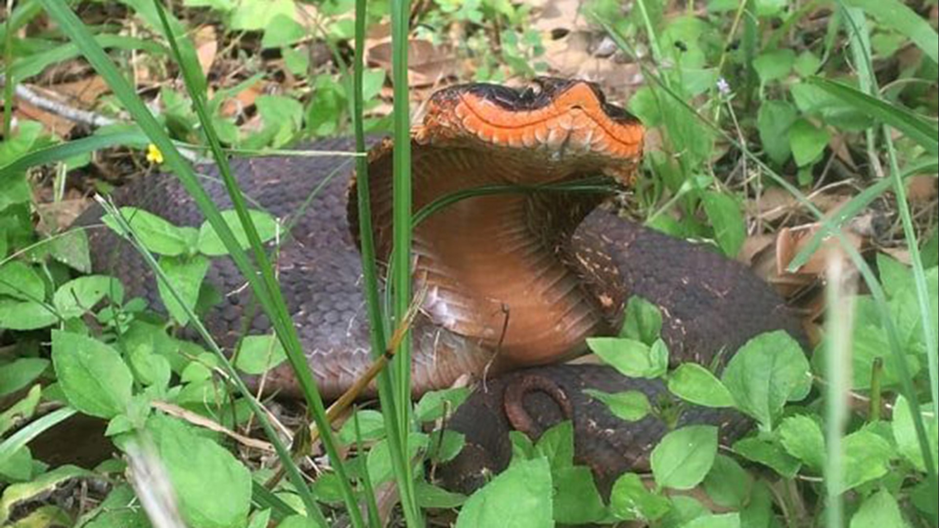 Rare sighting of cobra-like eastern hognose snake caught on camera at ...