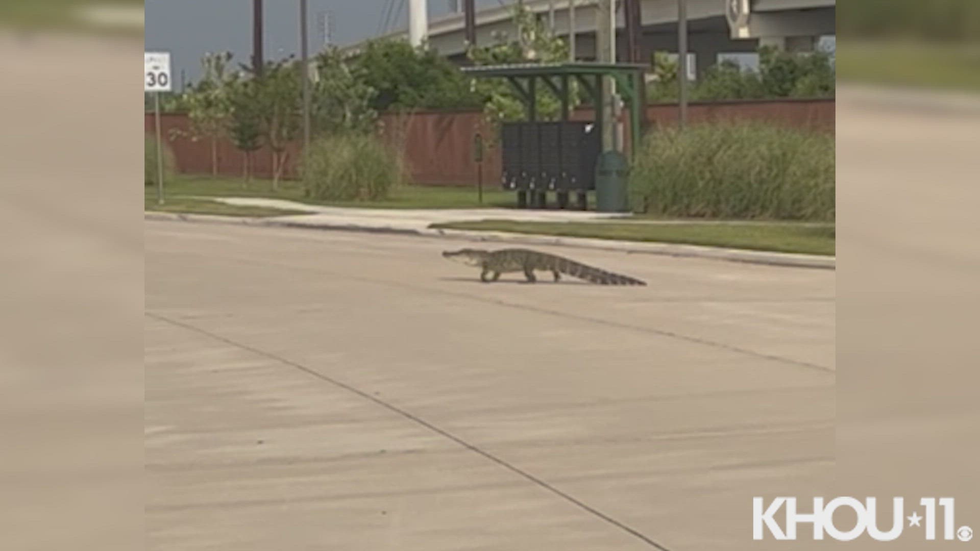 Gator spotted crossing the street in Missouri City neighborhood | khou.com