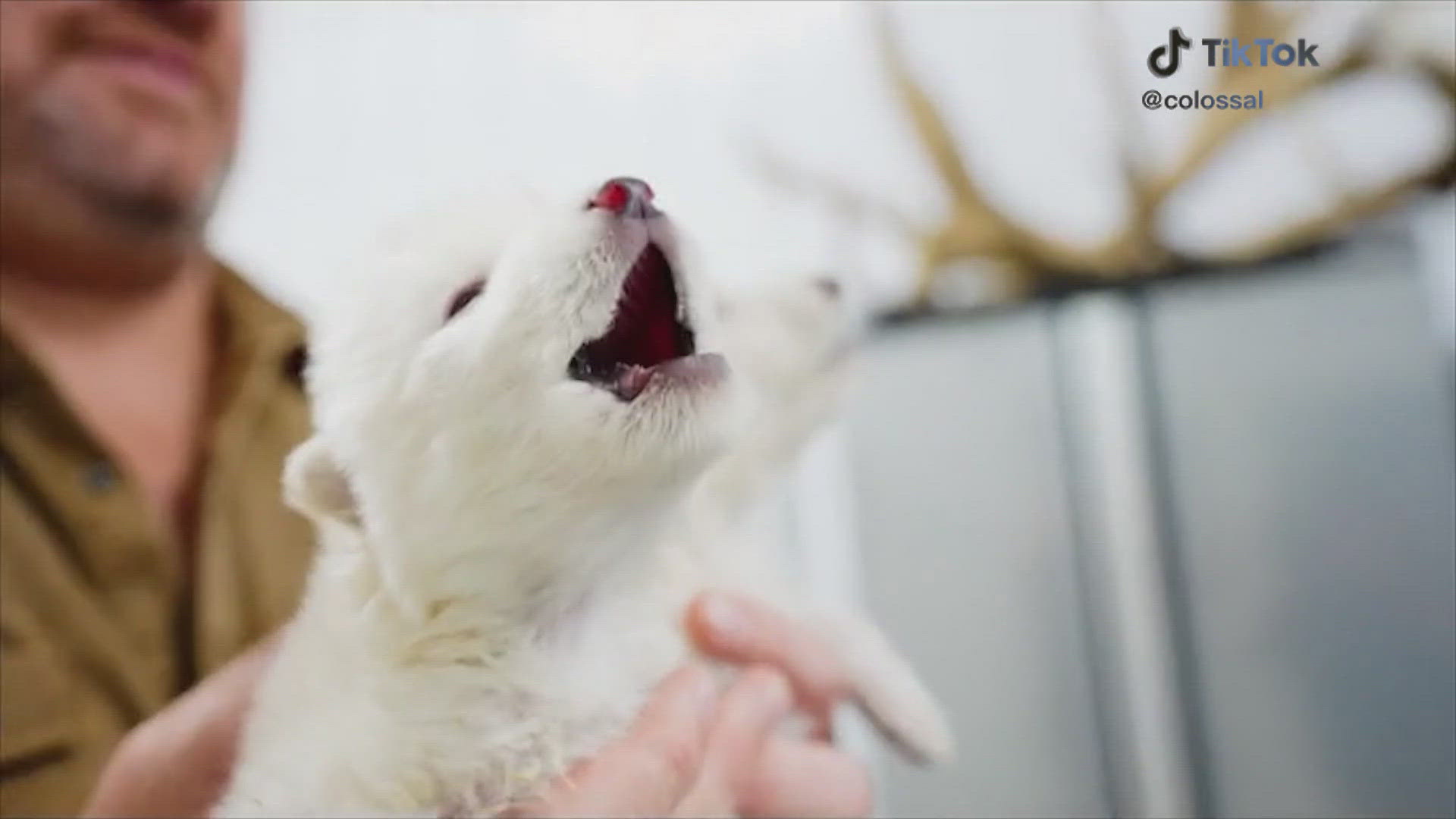 These wolf pups vanished 12,500 years ago. Now they’re back. | khou.com