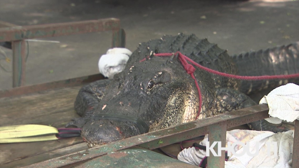 Interview with Houston's gator wrangler, Tim DeRamus | khou.com