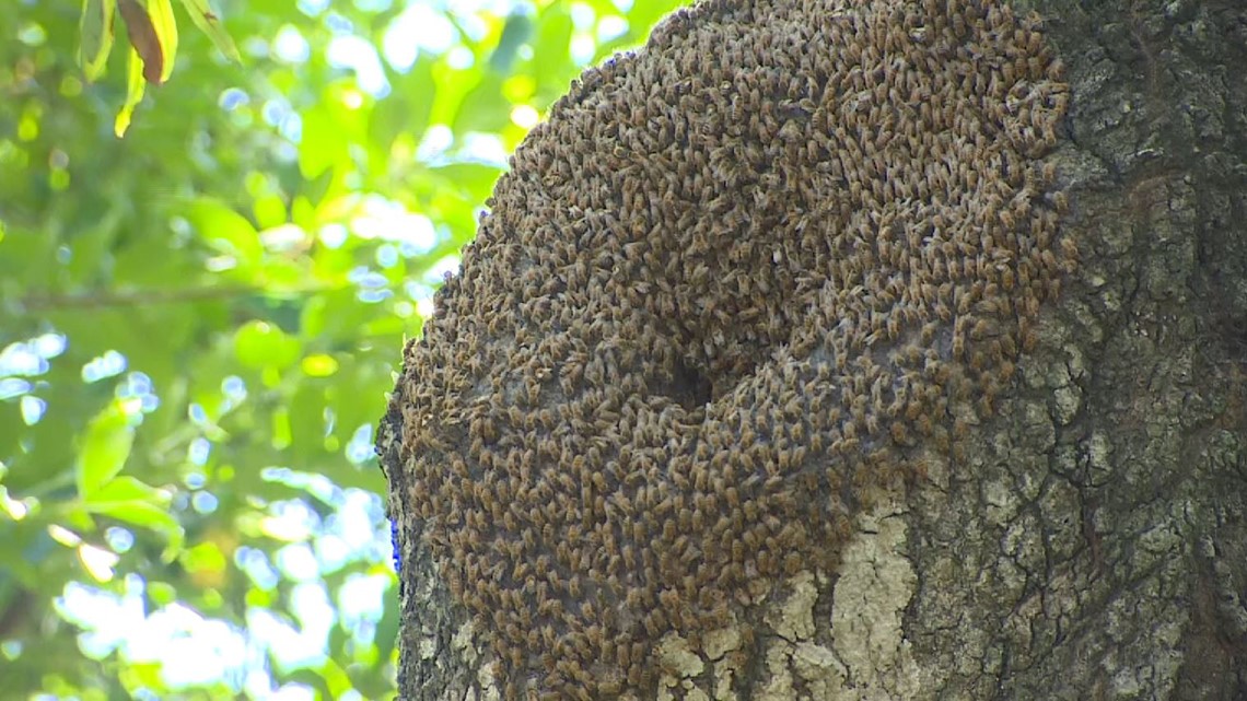 Africanized bees swarm into River Oaks | khou.com
