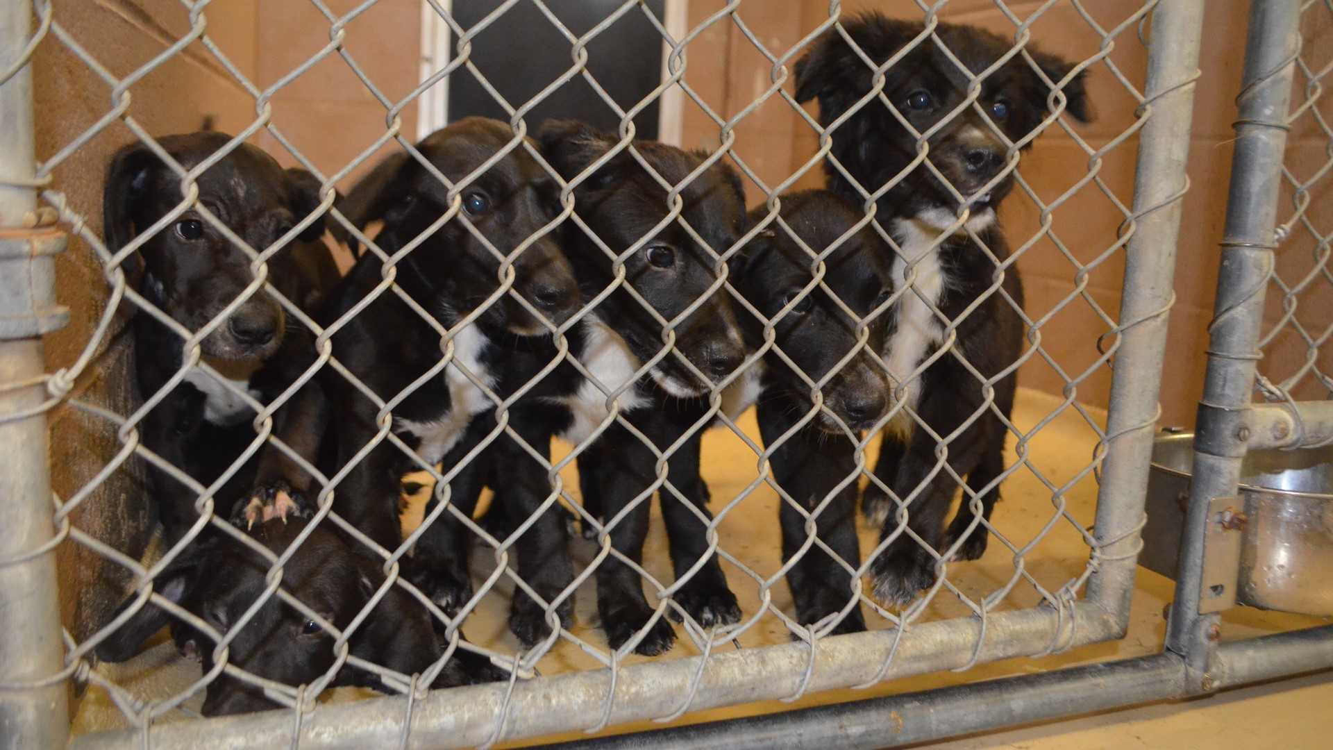 Adoptable Animals: Overcrowded Harris County Animal Shelter needs your ...