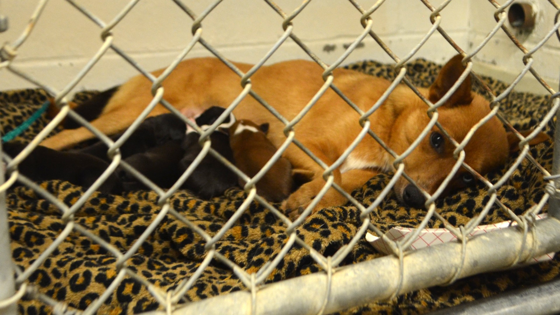 Adoptable Animals: Overcrowded Harris County Animal Shelter needs your ...