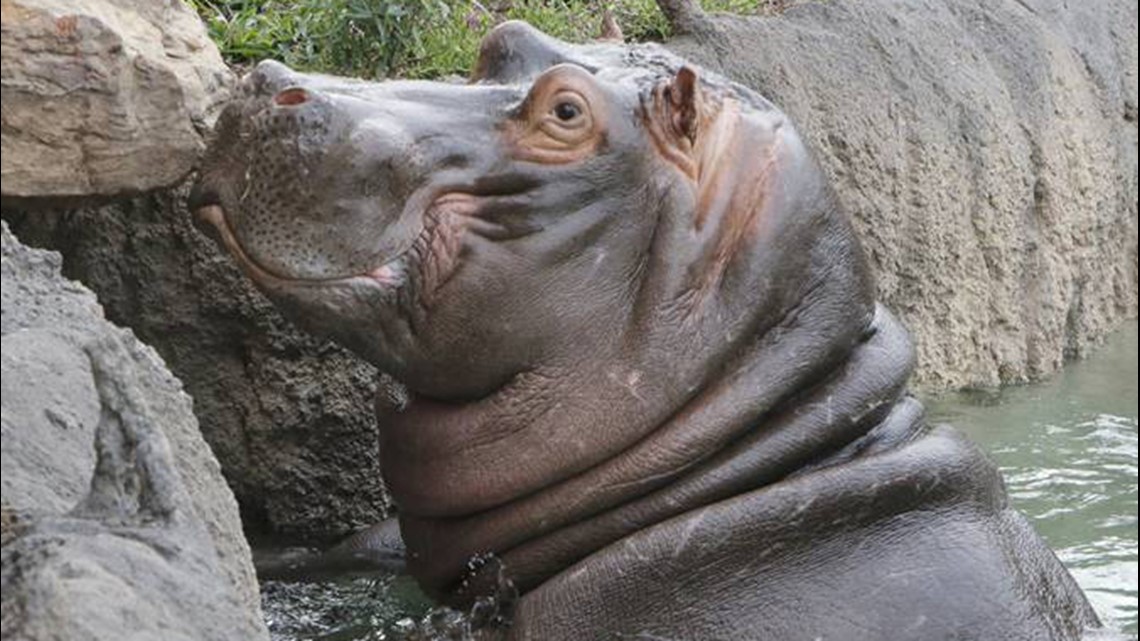 7-year-old hippo dies suddenly at Dallas Zoo | khou.com