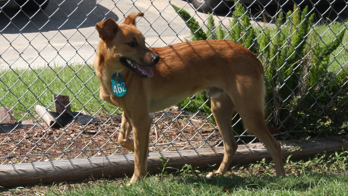 Adoptable Animals: Check out all these cute pups at the Harris County ...