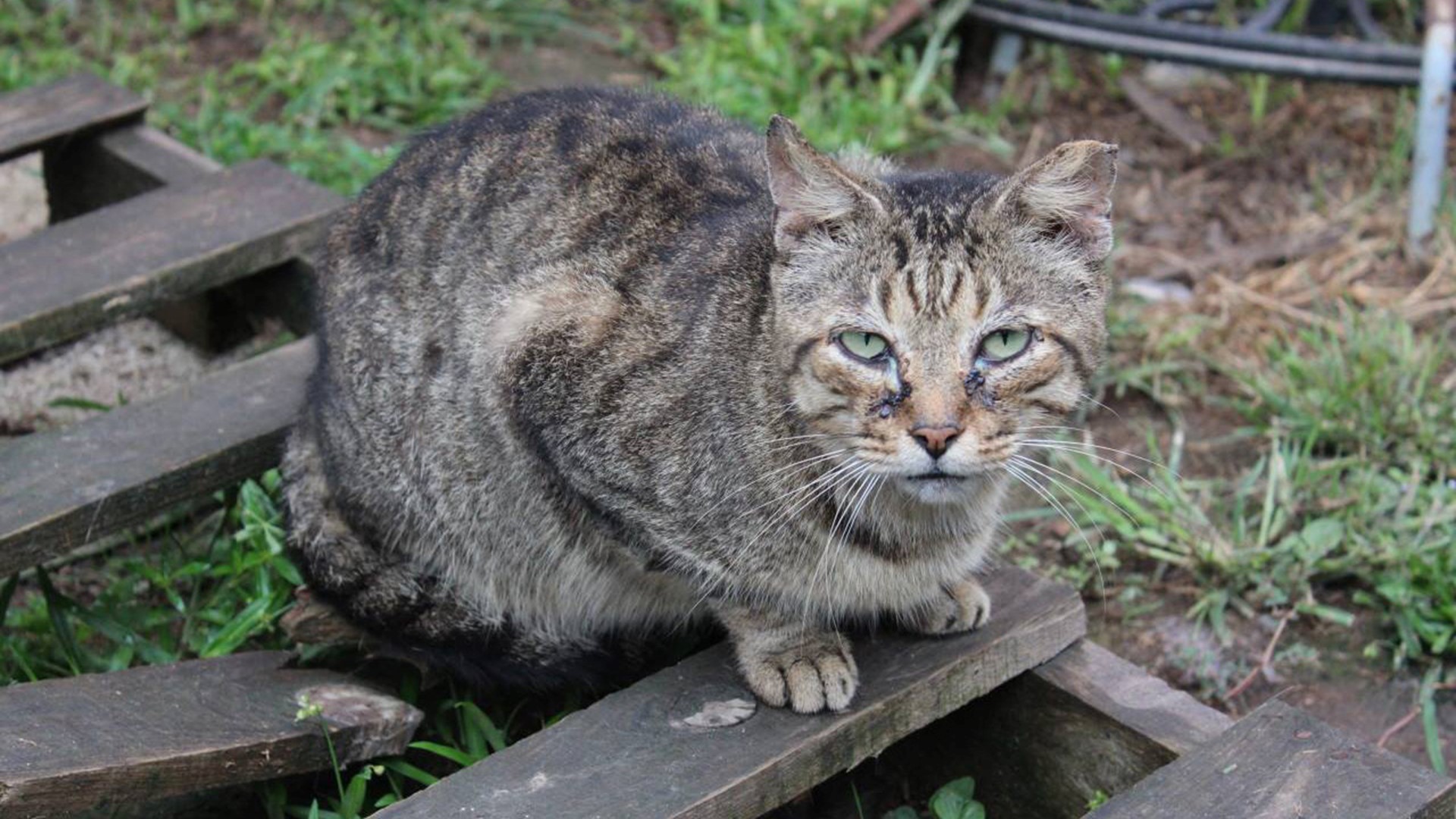 More than 200 cats seized from unsanitary conditions in Montgomery ...