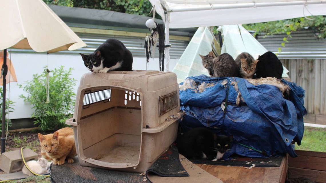 More than 200 cats seized from unsanitary conditions in Montgomery ...