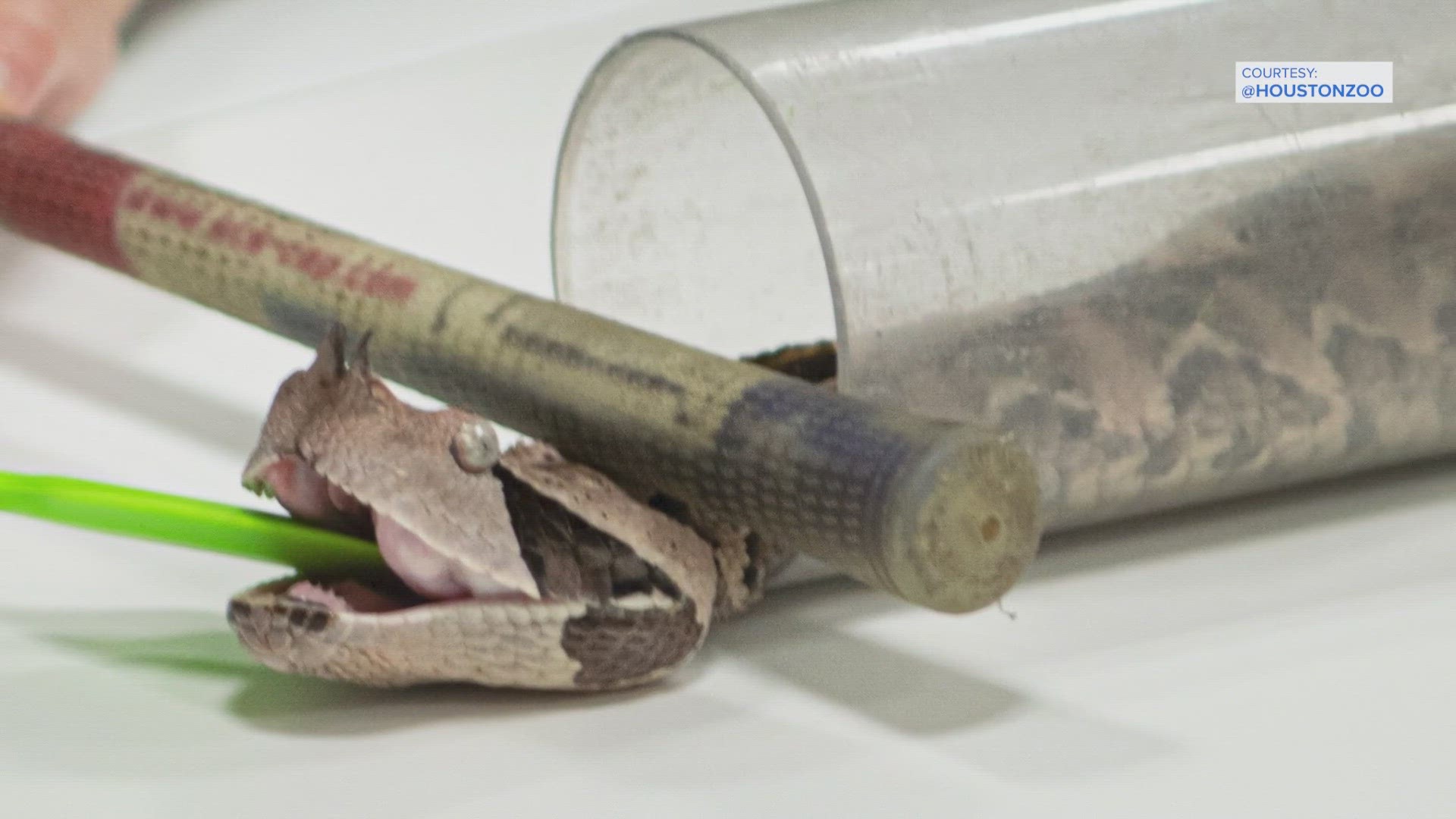 Houston Zoo snake undergoes surgery | khou.com