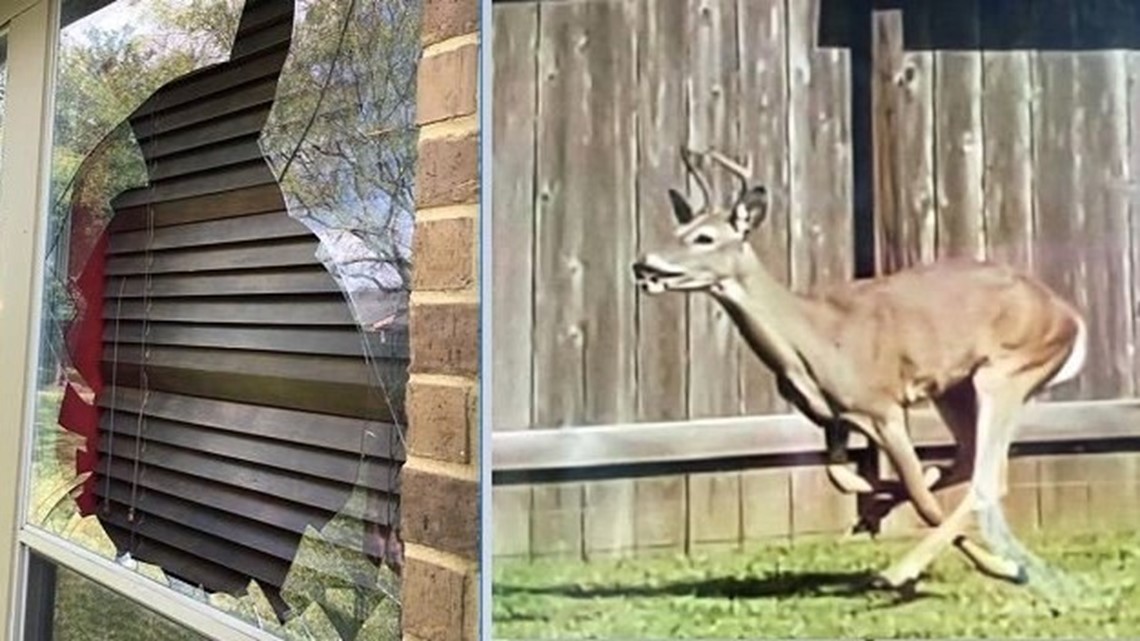 Deer jumps through window, breaks into Fort Bend Co. home | khou.com
