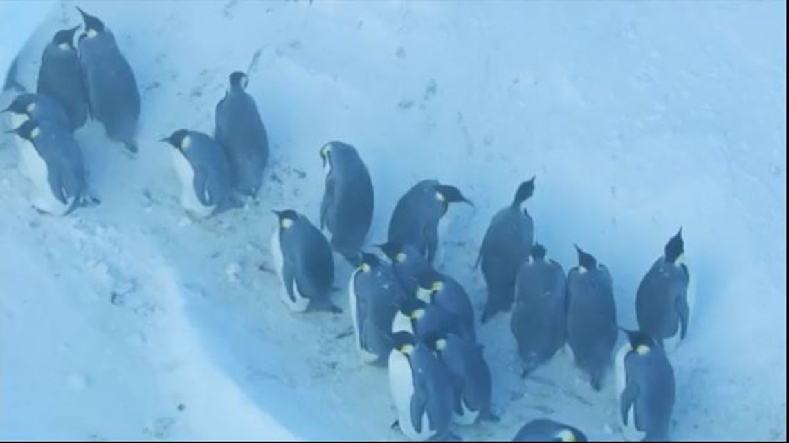 Nature film crew breaks 'no interference' rule to rescue penguins ...