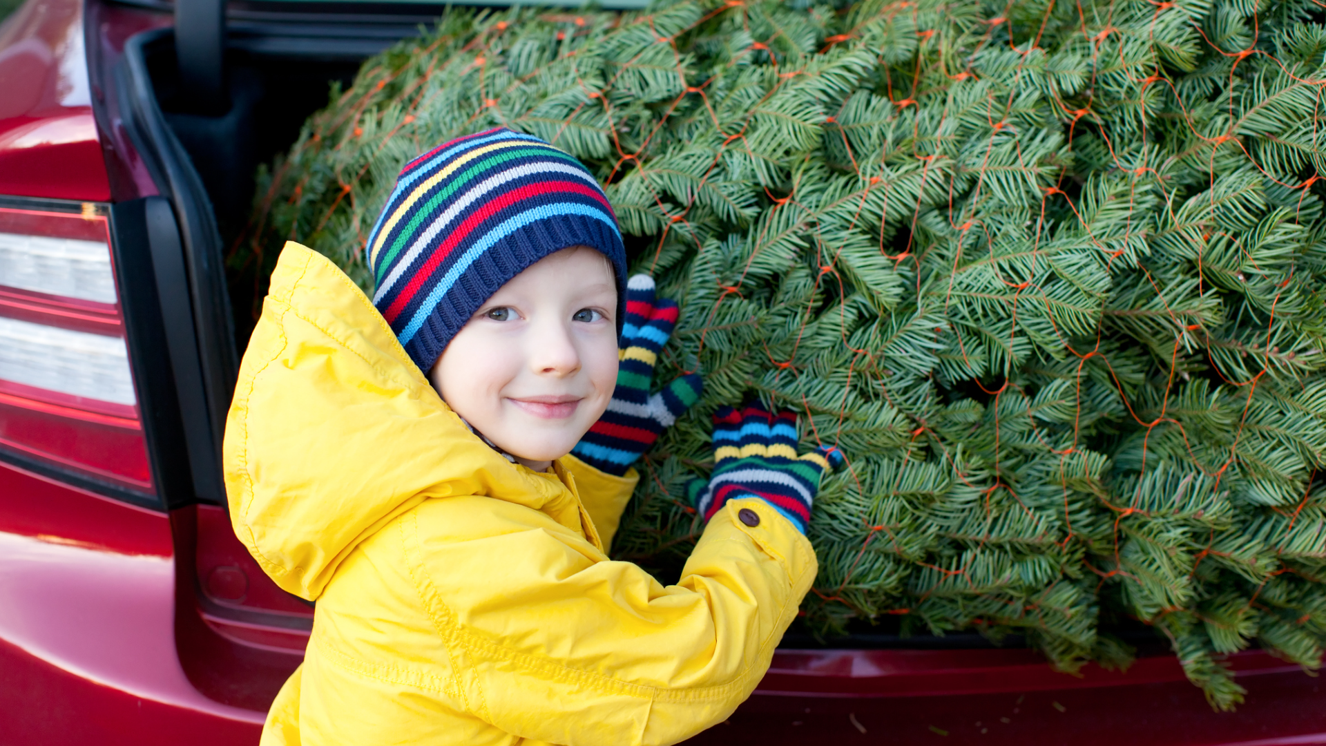Your Christmas tree could help fish in Lake Conroe | khou.com