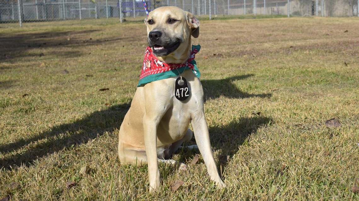 Harris County Animal Shelter sees rise in owner surrenders | khou.com