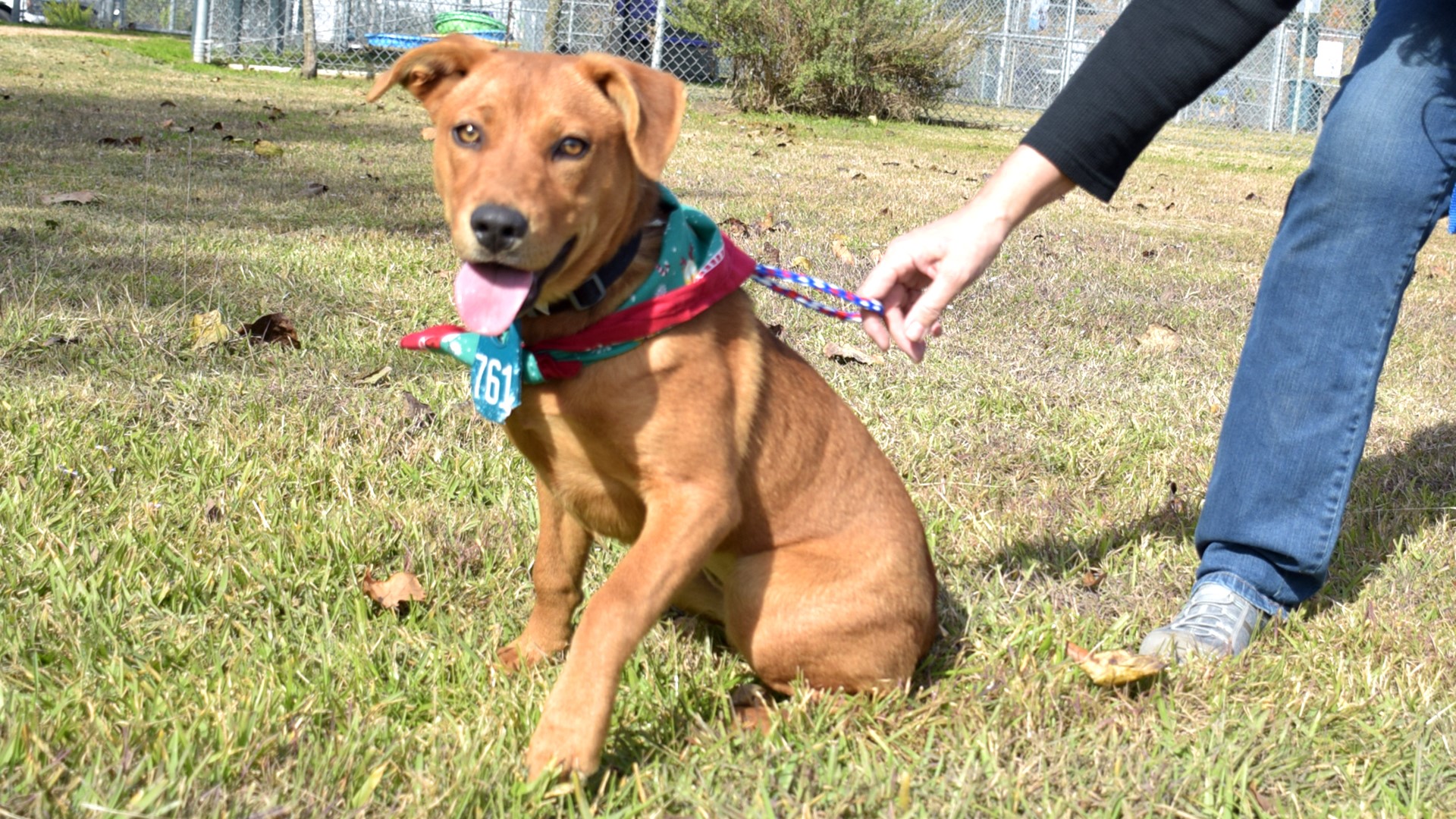 Harris County Animal Shelter sees rise in owner surrenders | khou.com