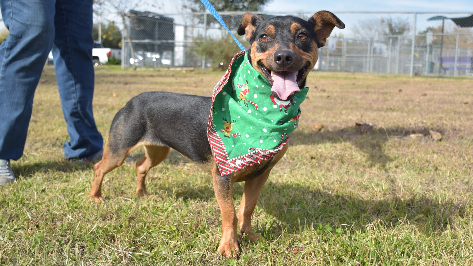 Harris County Animal Shelter sees rise in owner surrenders | khou.com