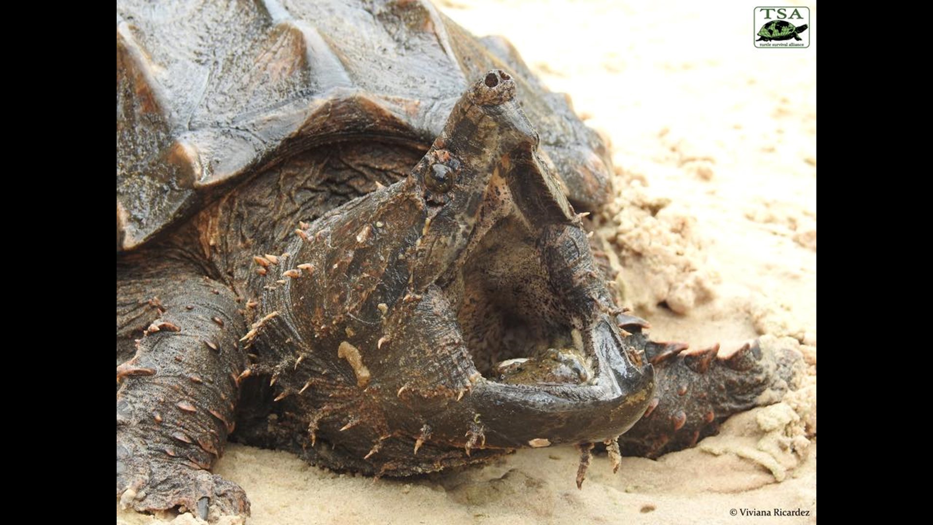 Growing population of alligator snapping turtles, aka 'river monsters ...
