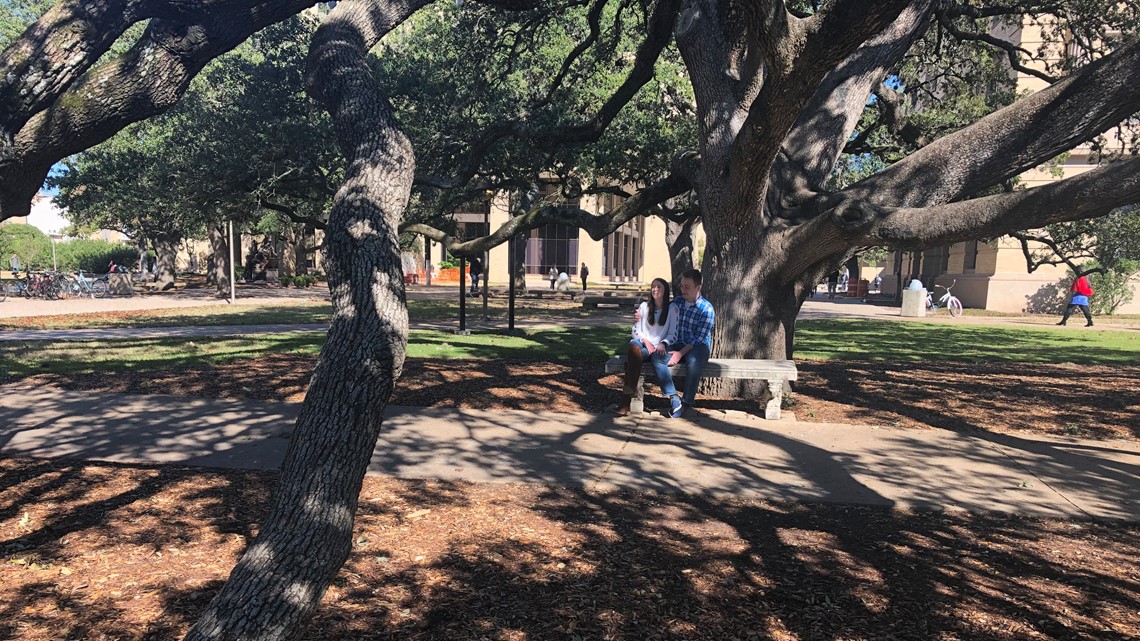 The Century Tree: An Aggie tradition rooted in love | khou.com