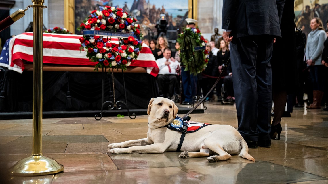 Do dogs who lose their owners grieve? | khou.com