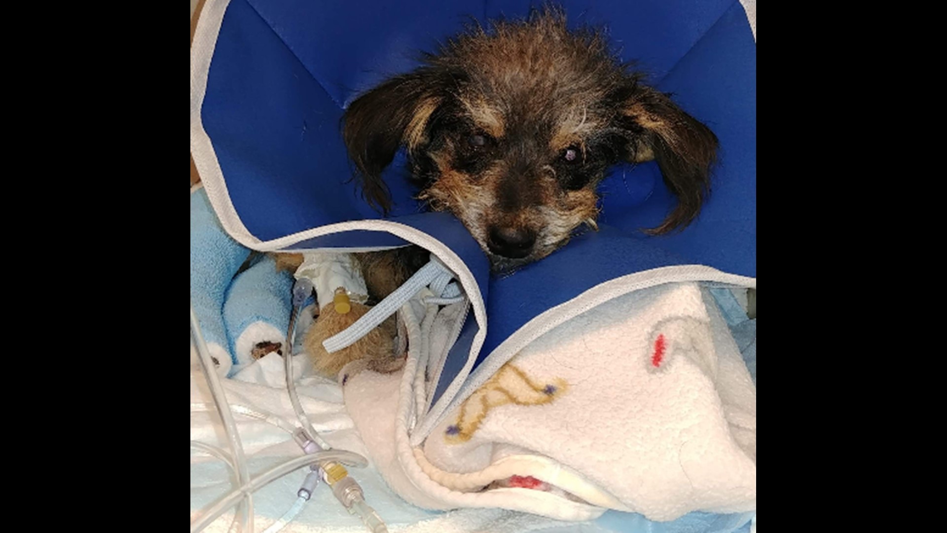 Who mutilated Minnie? | khou.com