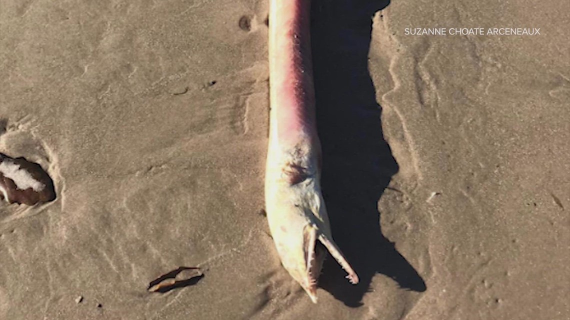 Woman finds strange dead creature along Crystal Beach | khou.com