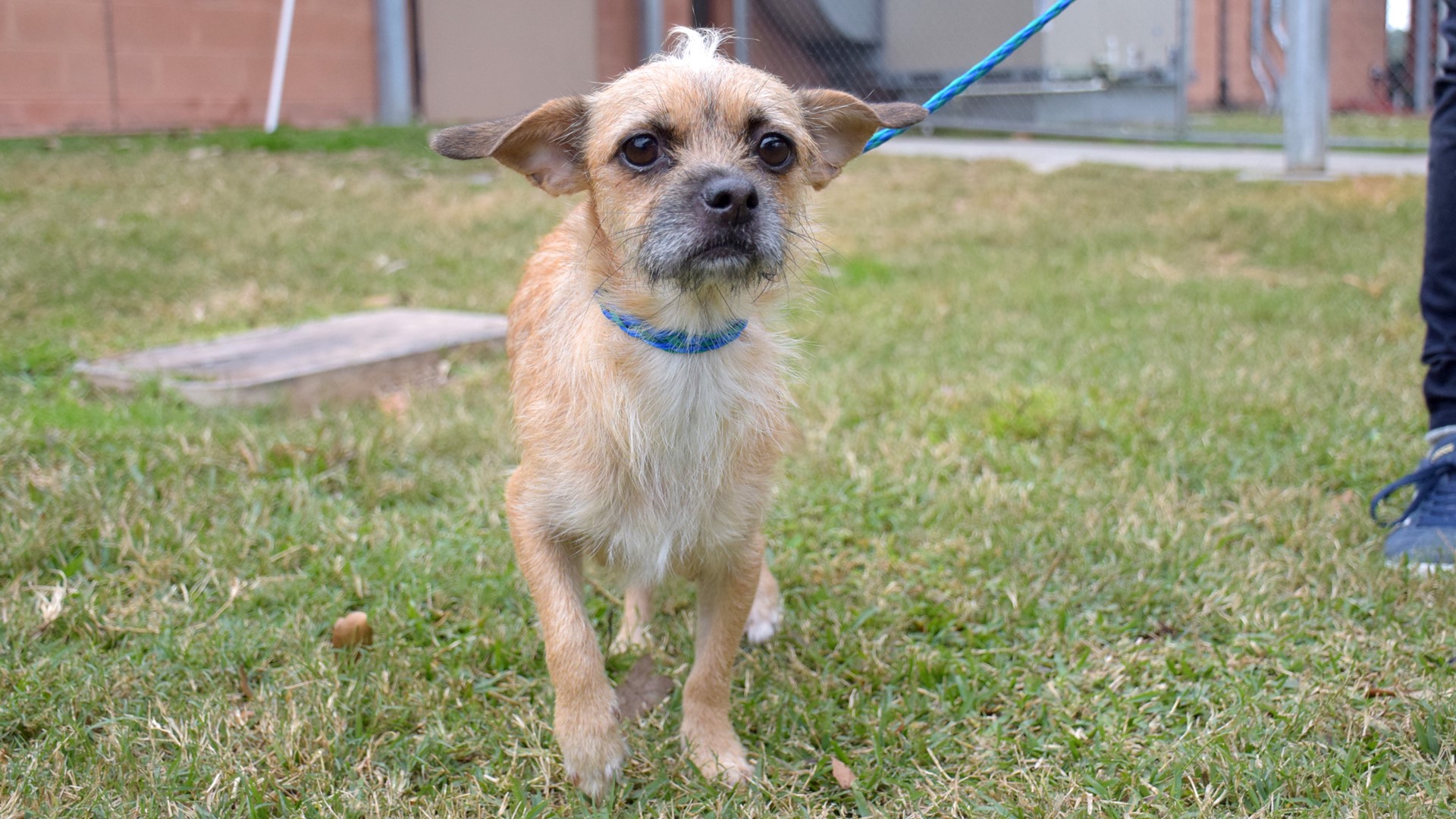 Harris County Animal Shelter offering reduced adoption fees for the ...