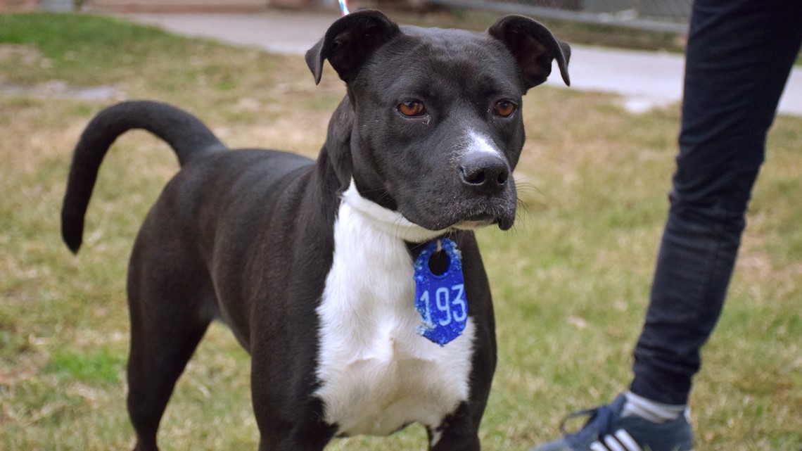 Harris County Animal Shelter offering reduced adoption fees for the ...