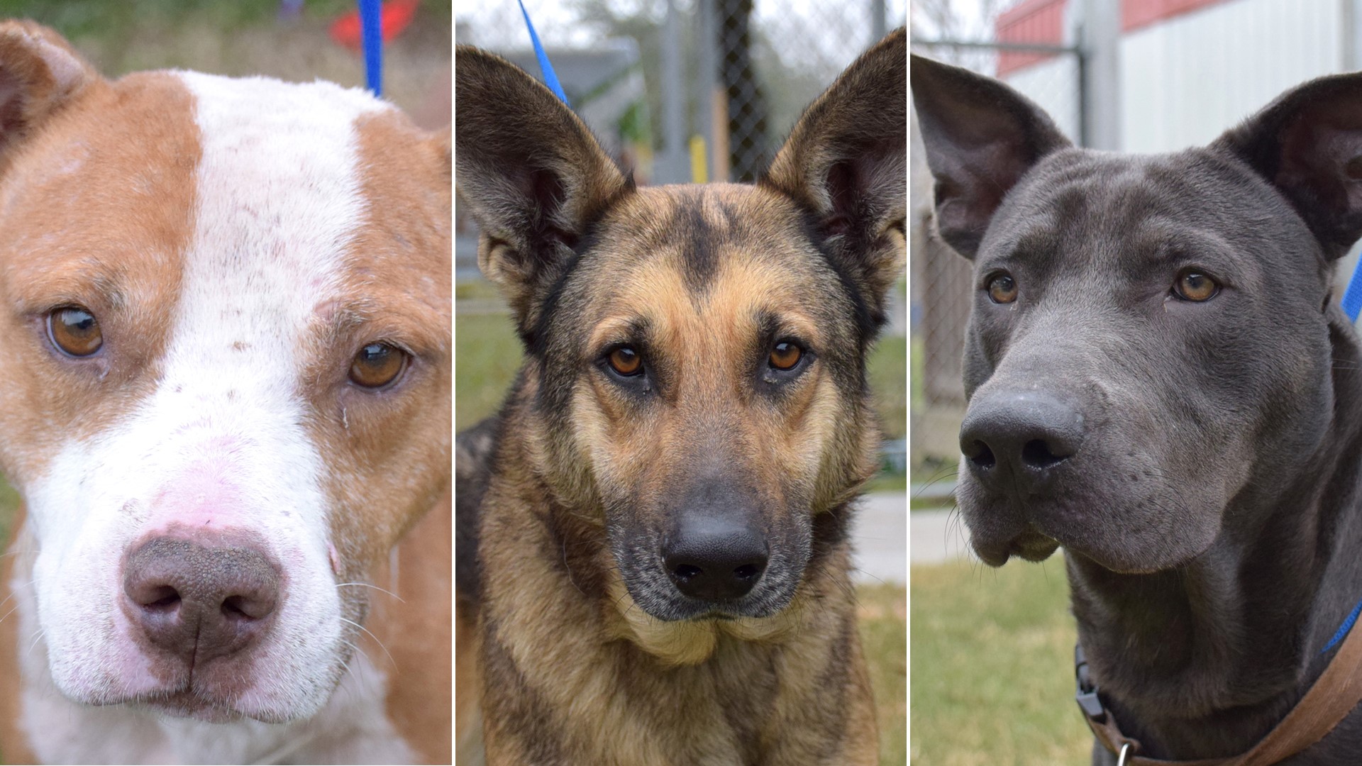 Harris County Animal Shelter offering reduced adoption fees for the ...