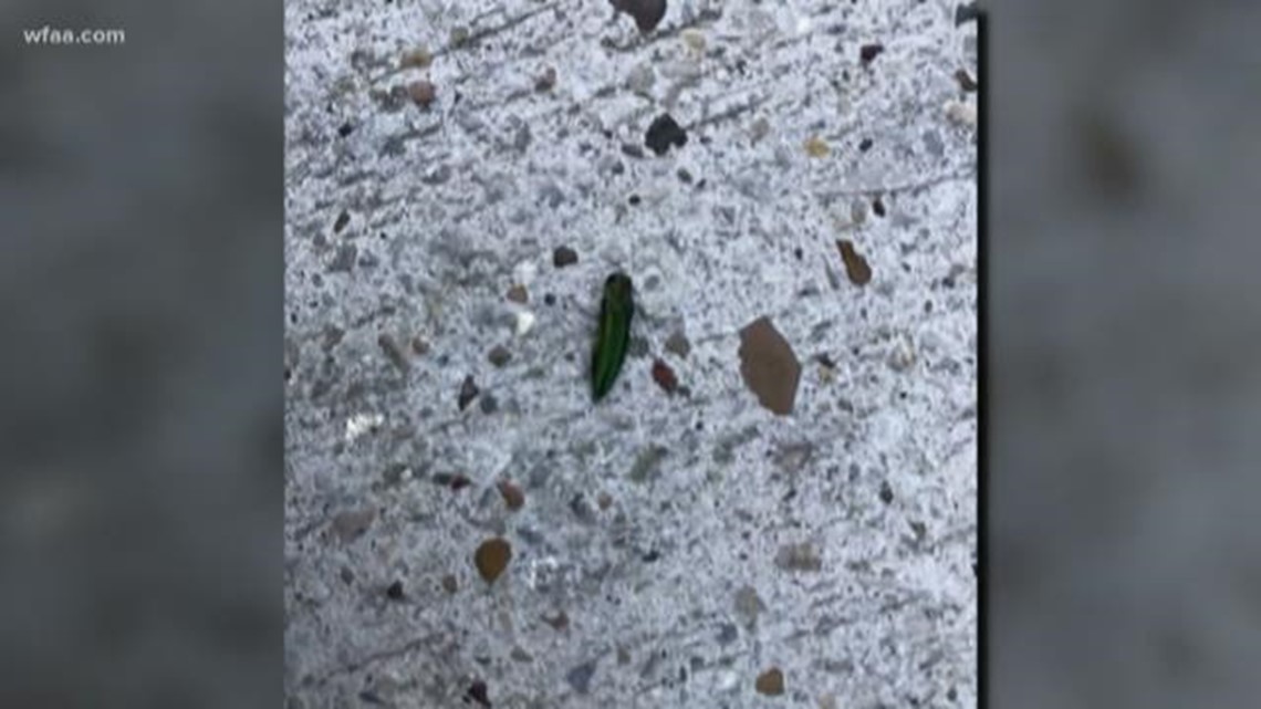 Tree-killing beetle from Asia confirmed in Tarrant County | khou.com
