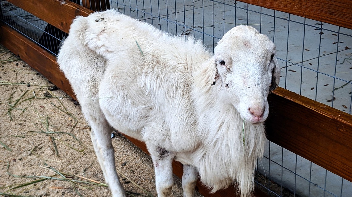 Two dozen emaciated sheep rescued near Conroe | khou.com