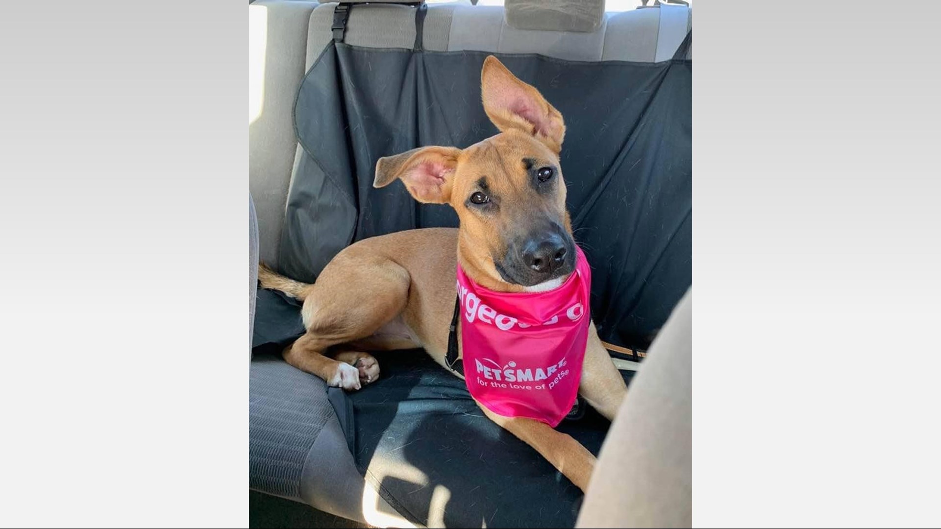 Start 2019 off right and adopt a pet at the Harris County Animal ...